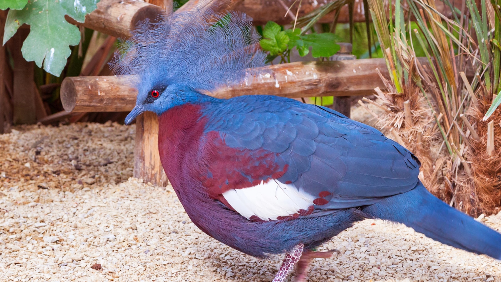 Woman Baffled After Spotting Rare Bright Pink Pigeon in London | Buzz ...
