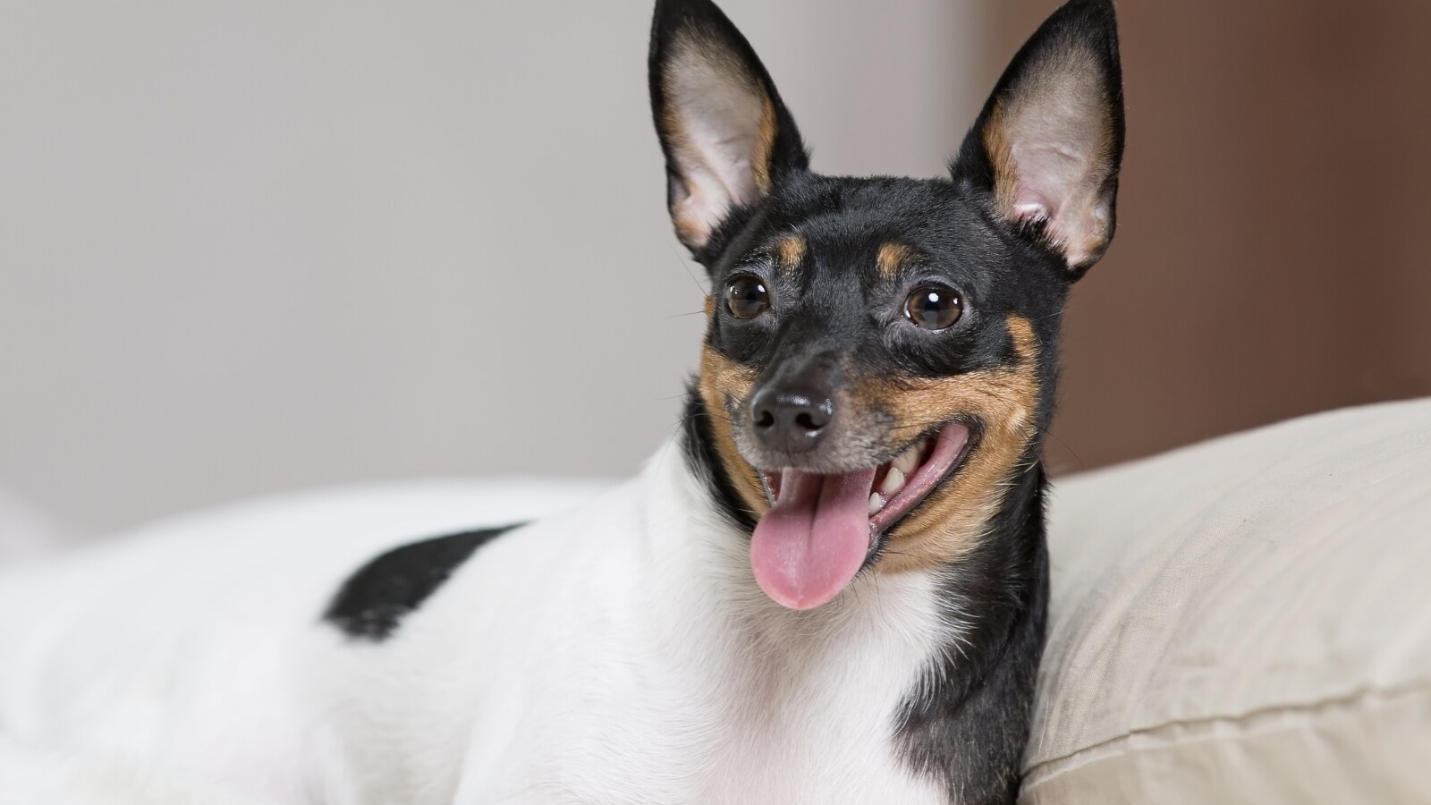 Meet 22-year-old Toy Fox Terrier, The World's Oldest Living Dog | Buzz ...