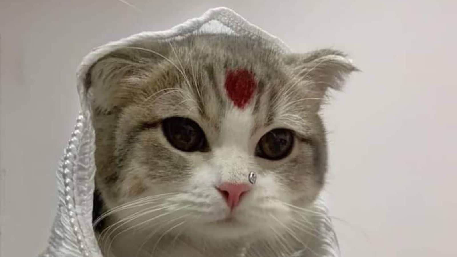 Gangubai Kathiawadi, but Cat: Fans Await Alia Bhatt's Reaction to ...