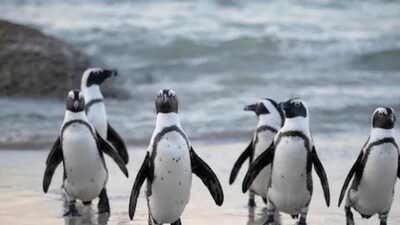 Amazing Facts: How Penguins Turn Saltwater Into Freshwater | Buzz News ...
