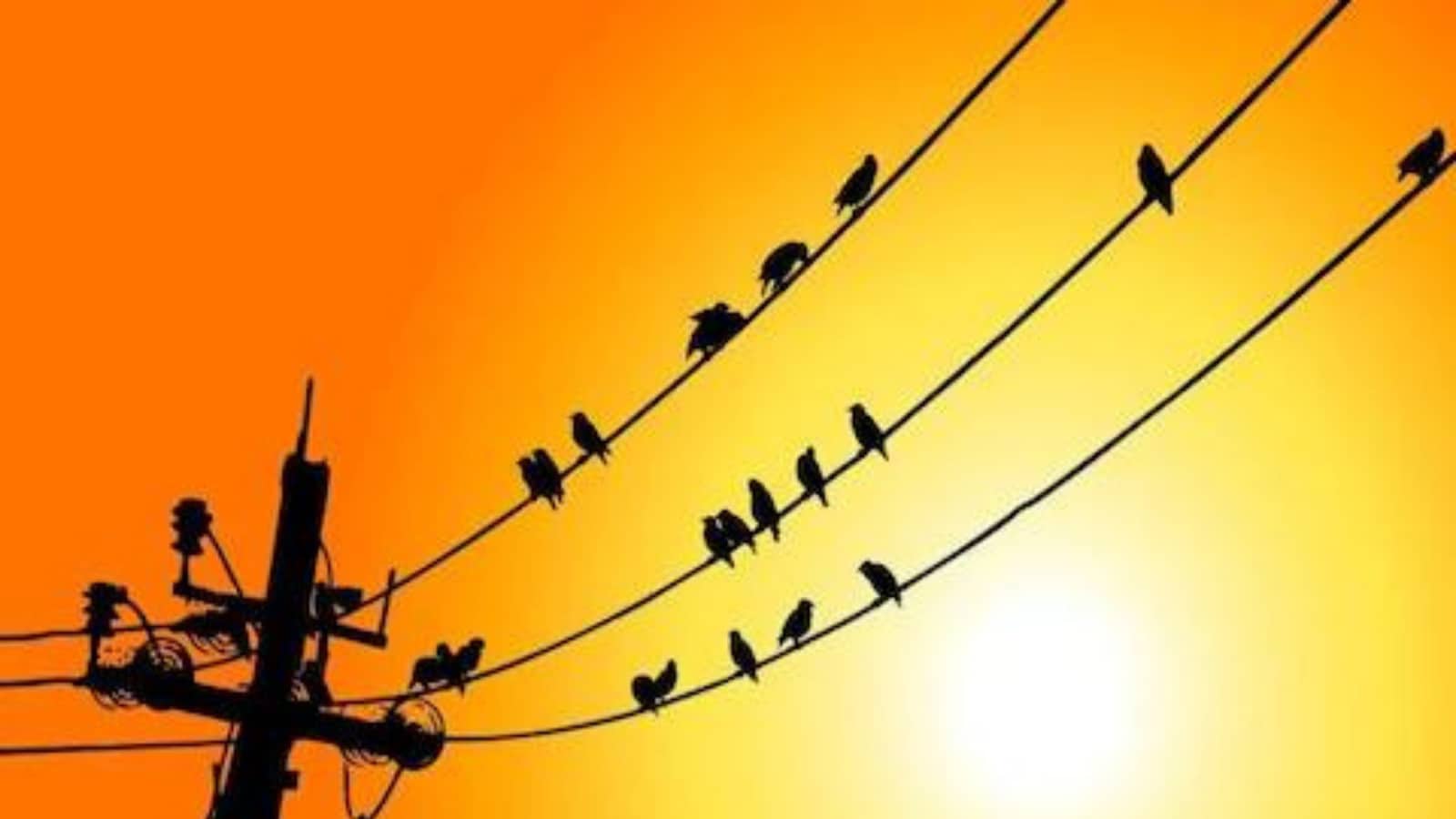 Why Birds Don't Get Electric Shock Despite Sitting on High-Voltage Wire ...