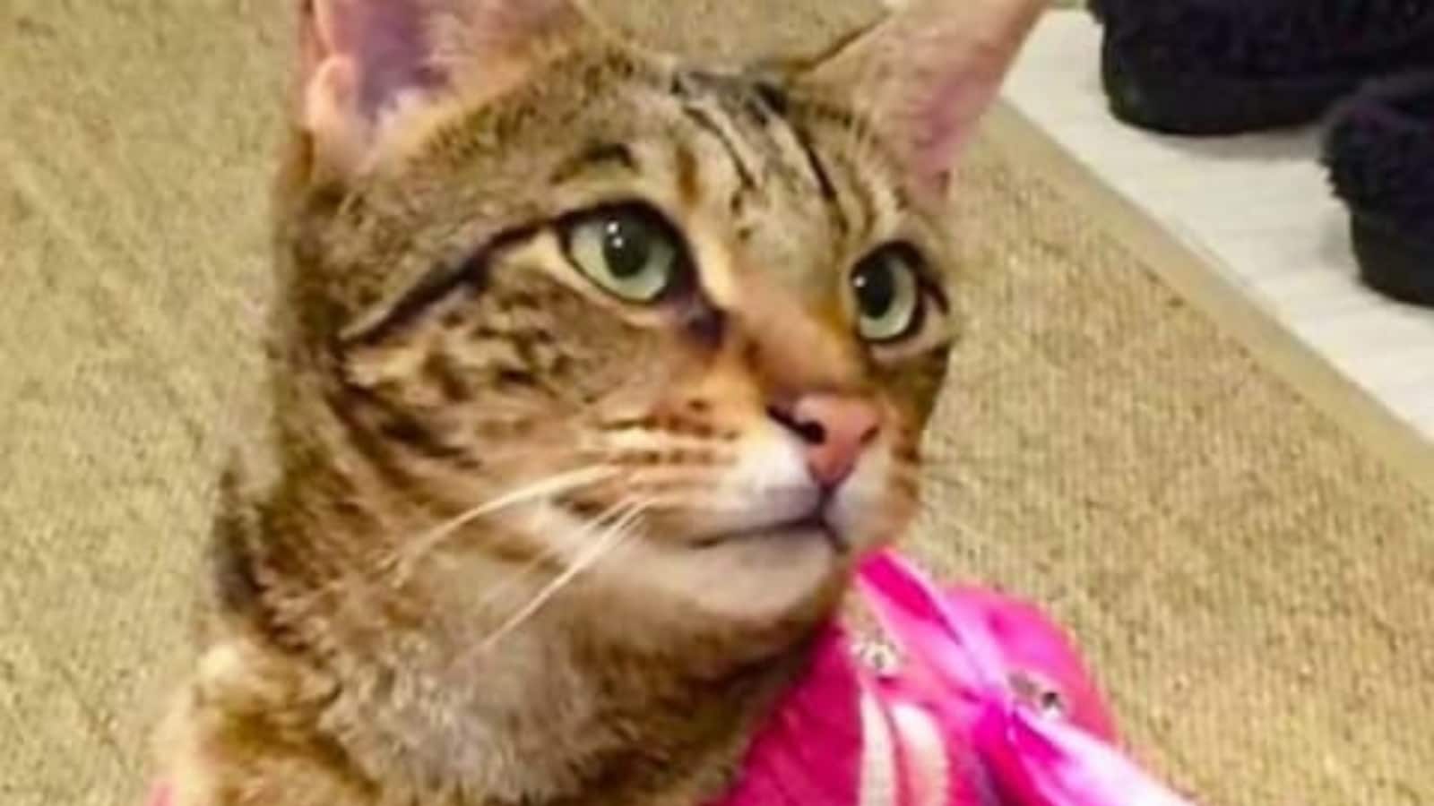 The Puzzled Fox: Can you Find Out 16 Faces Of Humans And Animals In ...