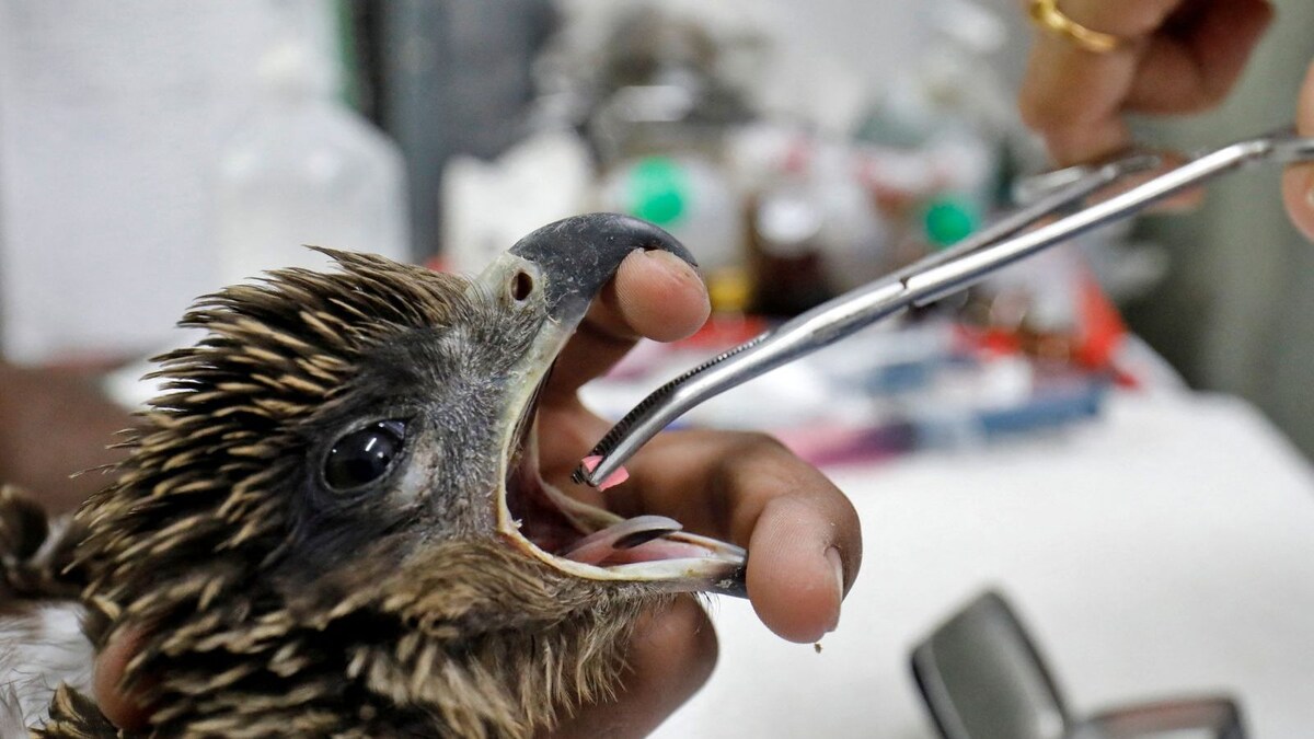 Gujarat: Exhausted, Dehydrated Birds Fall from the Sky in Ahmedabad as ...
