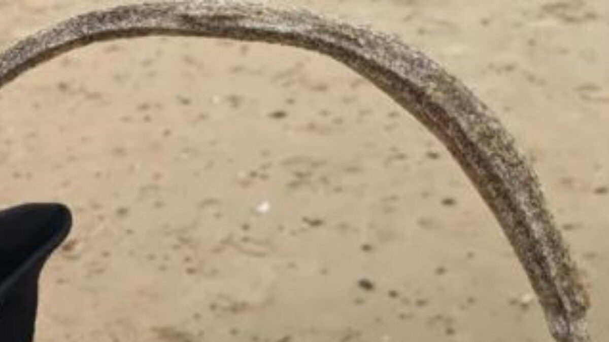 Mysterious Pipe-like Sea Creature Found on Beach in Ireland. Can you ...