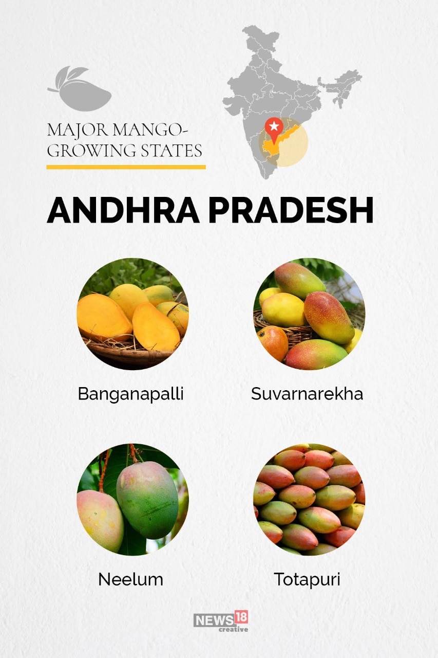 Love Mangoes? Here's The Mango Map of India - News18