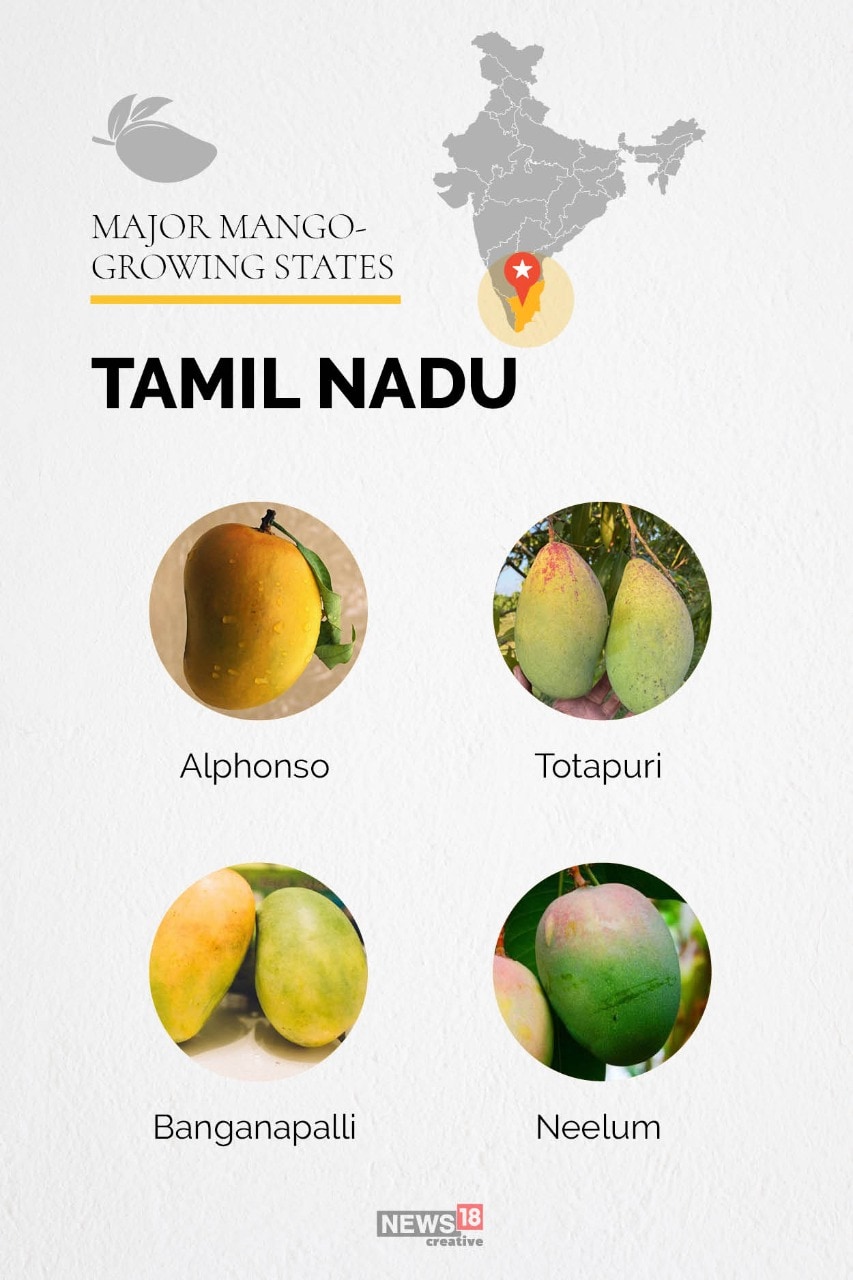 Love Mangoes? Here's The Mango Map of India - News18