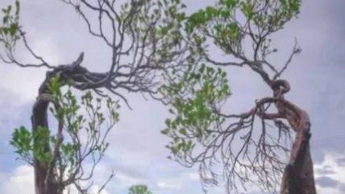 On Indonesian Island, These Dancing Trees Are The Main Tourist ...