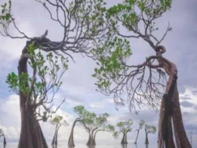 On Indonesian Island, These Dancing Trees Are The Main Tourist ...