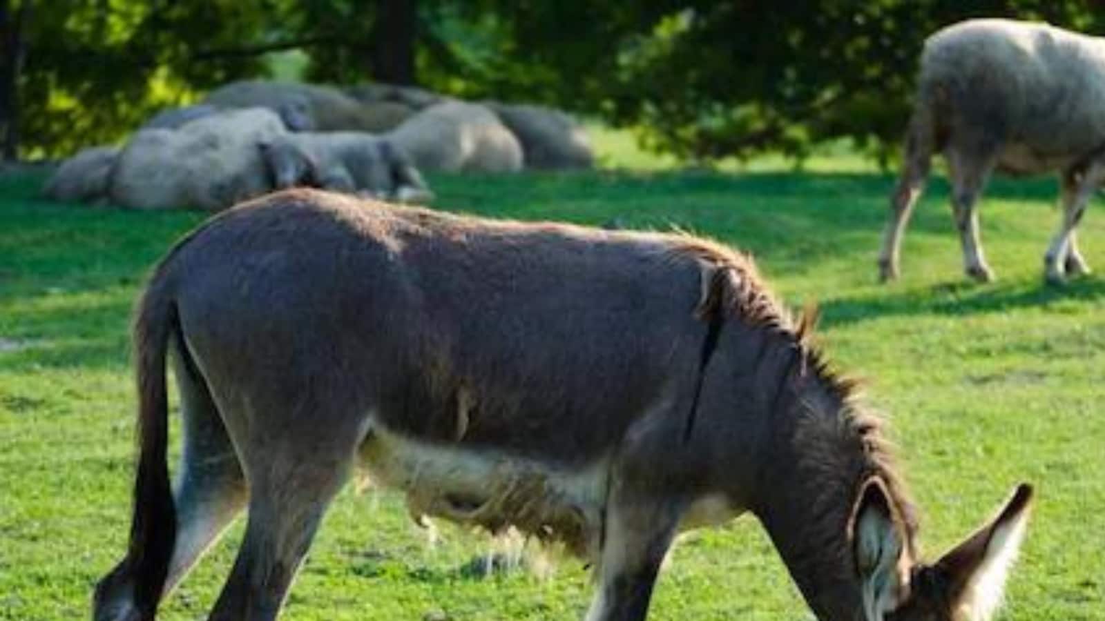 Karnataka Man Quits IT Job To Open Donkey Milk Farm, Gets Orders Worth ...