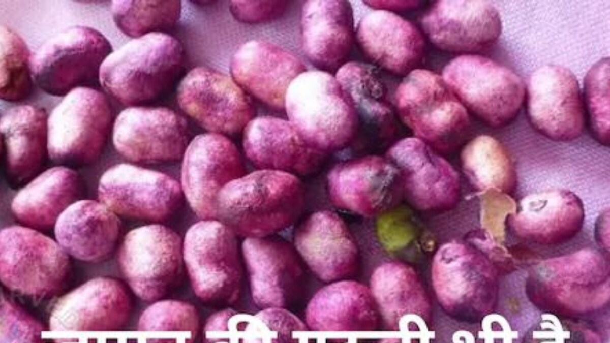 Healthy Skin To Weight Loss: Know Health Benefits Of Jamun Kernels - News18