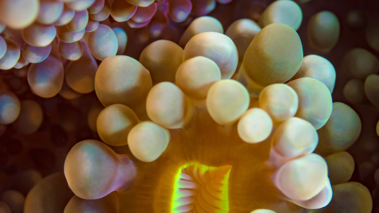 UK Woman Discovers 'Alien Creature' On Beach, Turns Out to Be Rs 29,000 ...