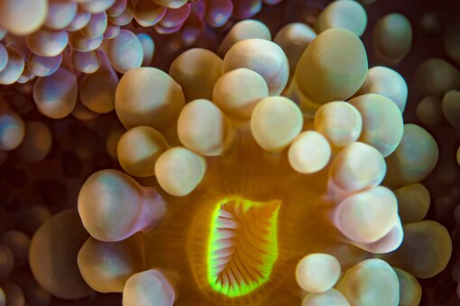 UK Woman Discovers 'Alien Creature' On Beach, Turns Out to Be Rs 29,000 ...