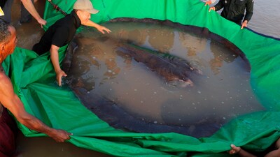 largest stingray caught