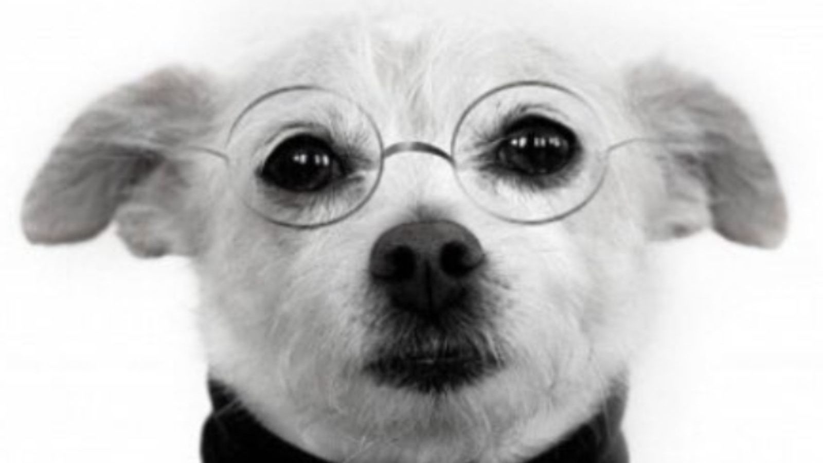 Man Accidentally Sends Photo of 'Steve Dogs' Instead of Resume in ...