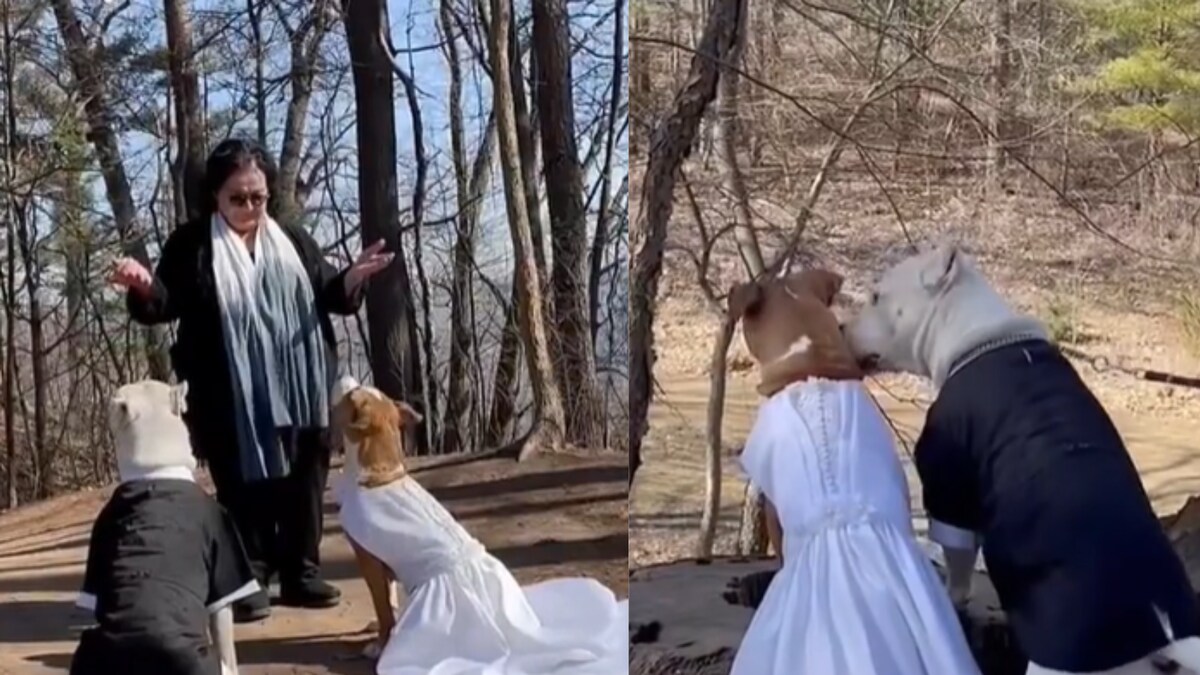 Dog Couple Getting Married in a Cute Ceremony is a 'Treat' to Watch ...