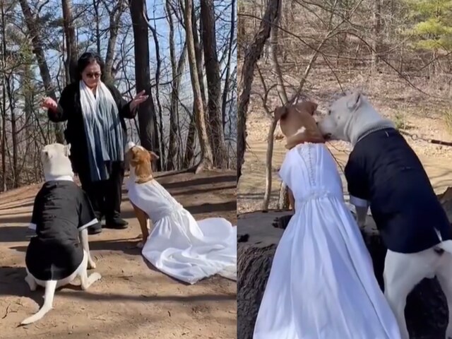 Dog Couple Getting Married in a Cute Ceremony is a 'Treat' to Watch ...