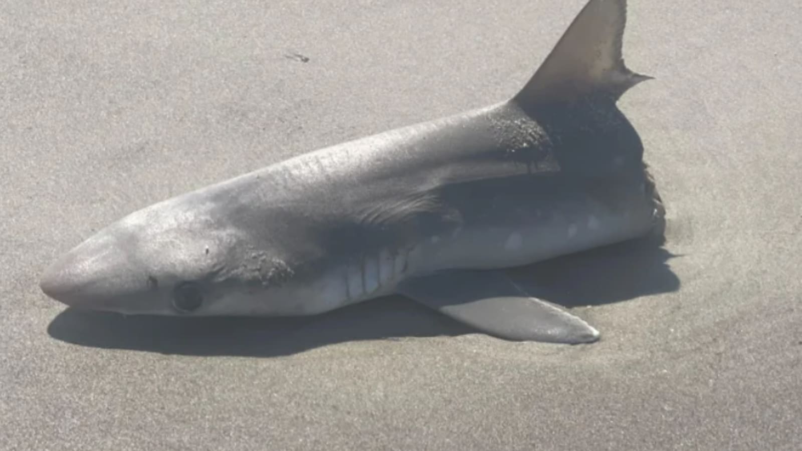 Shark Sliced in Half Found on Beach in Canada, People Wonder if ...