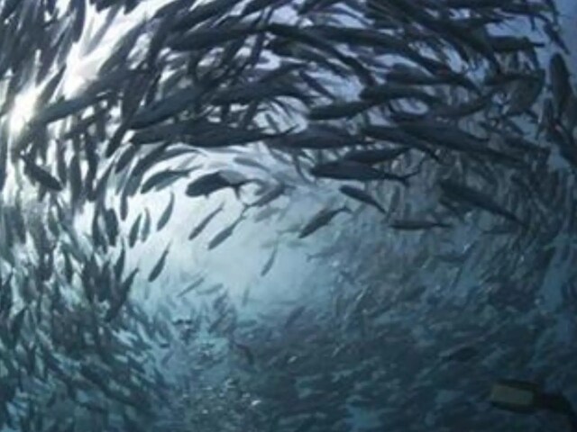 Climate Change Leading To Frequency Of Fish Mass Extinctions, Says ...
