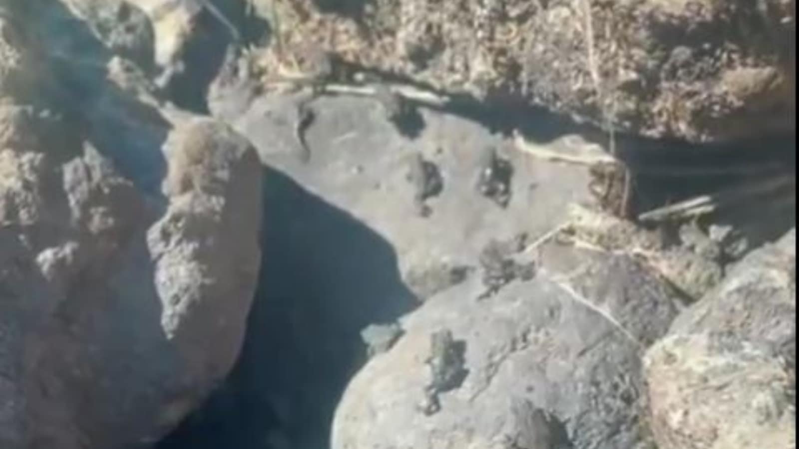 TikToker Who Created Massive 'Frog Army' Could be Wading into Murky ...