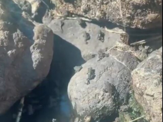 TikToker Who Created Massive 'Frog Army' Could be Wading into Murky ...