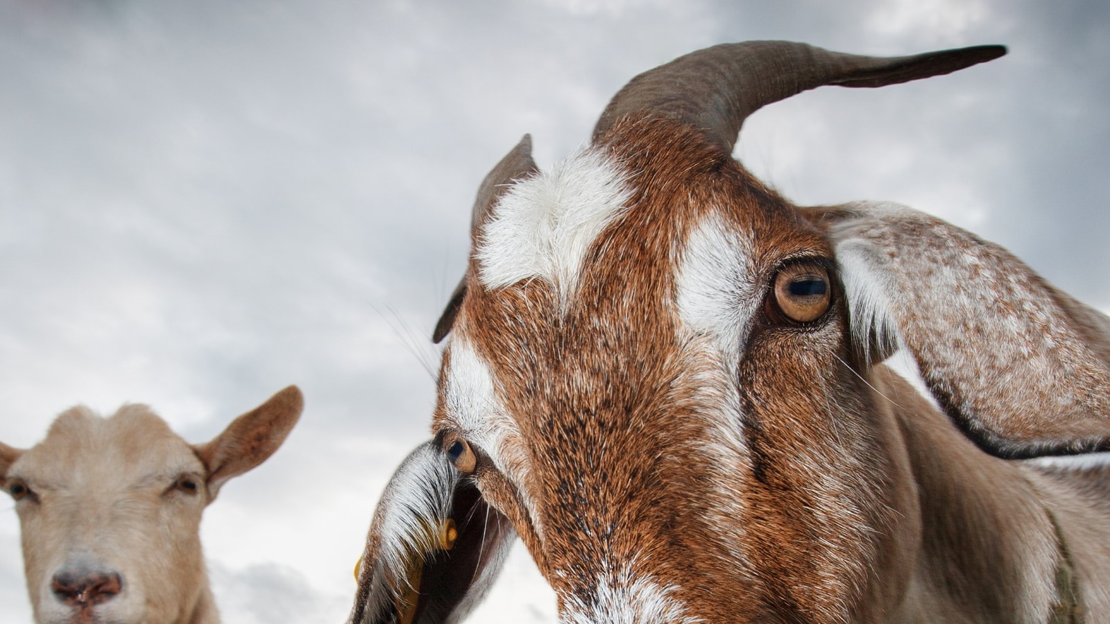 Chaotic 'Goat of Kyiv' Leaves 40 Russian Soldiers Injured After Setting ...