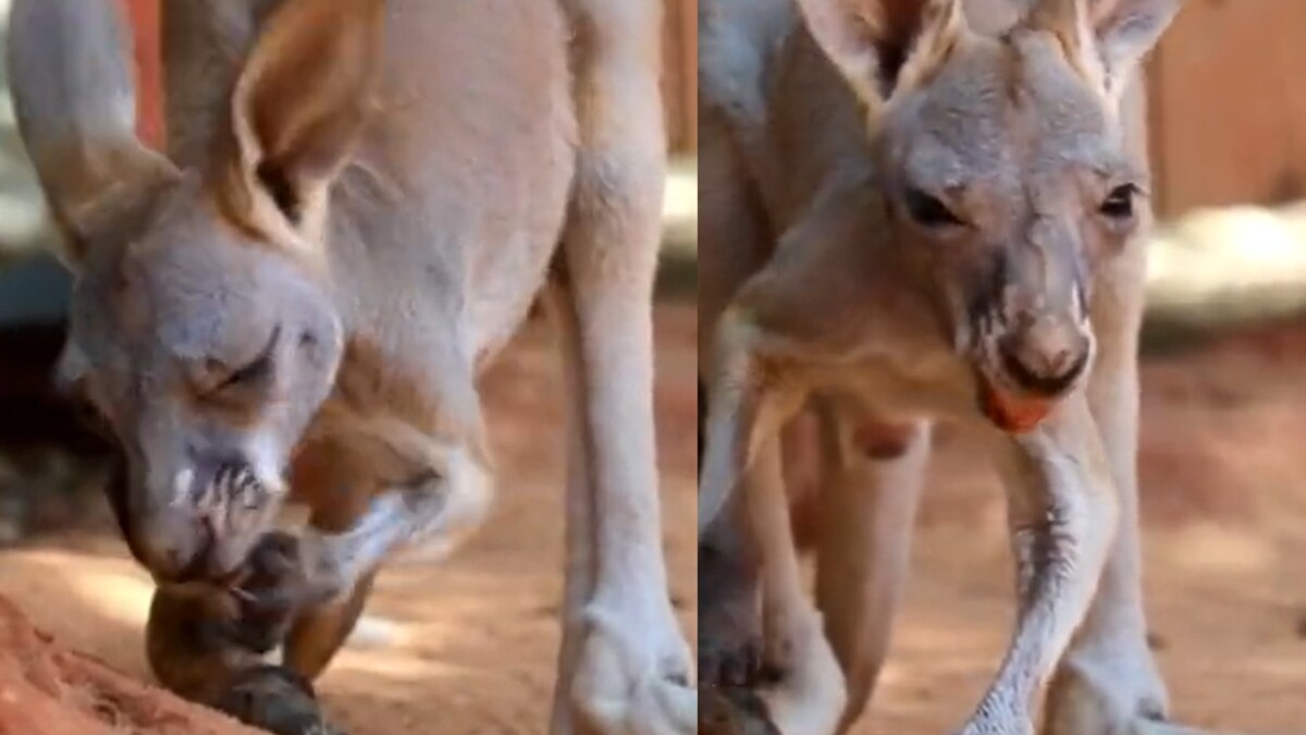 WATCH: Baby Kangaroo's Disgusted Expression After Swallowing Dirt is ...
