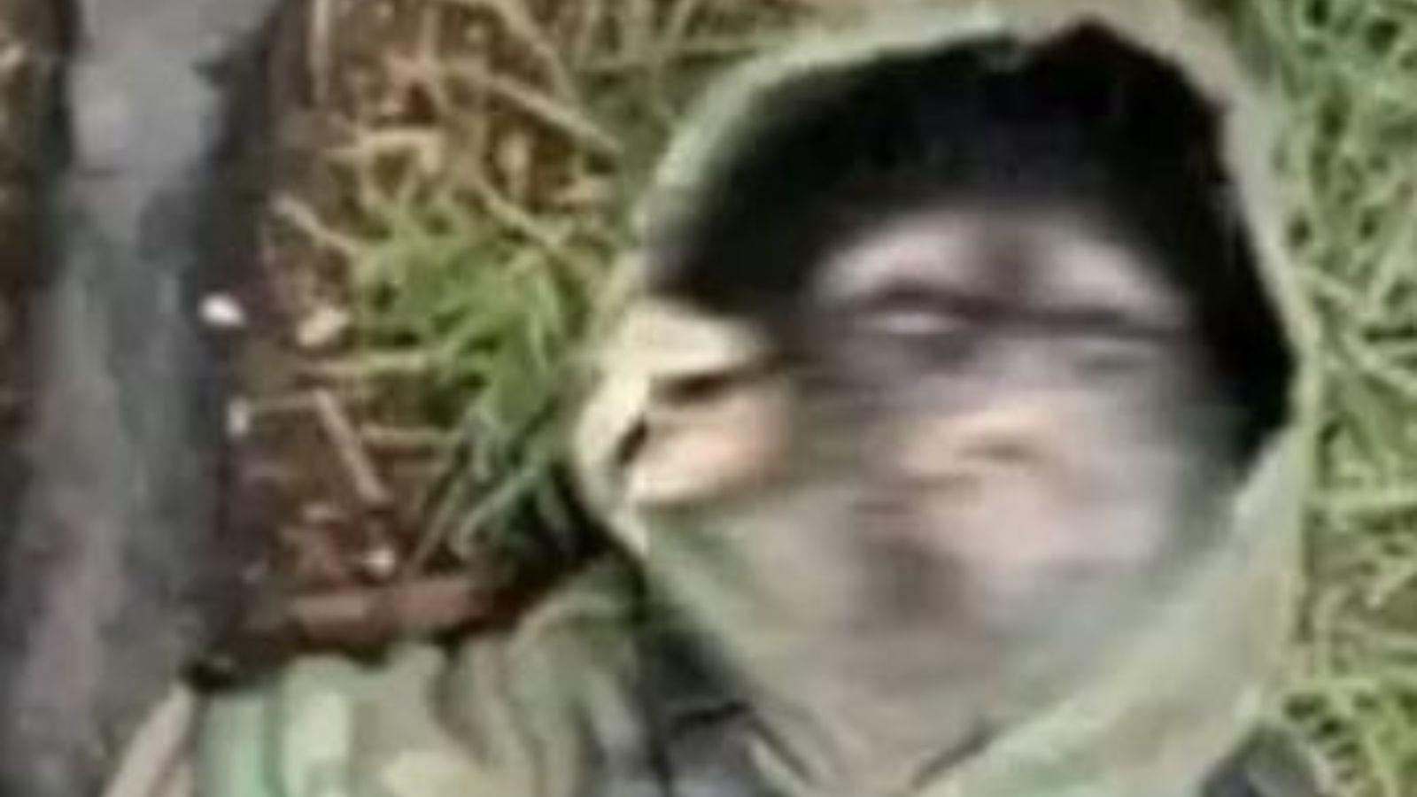 Monkey Shot Dead as Mexican Cartels’ Passion for Exotic Pets Leaves ...