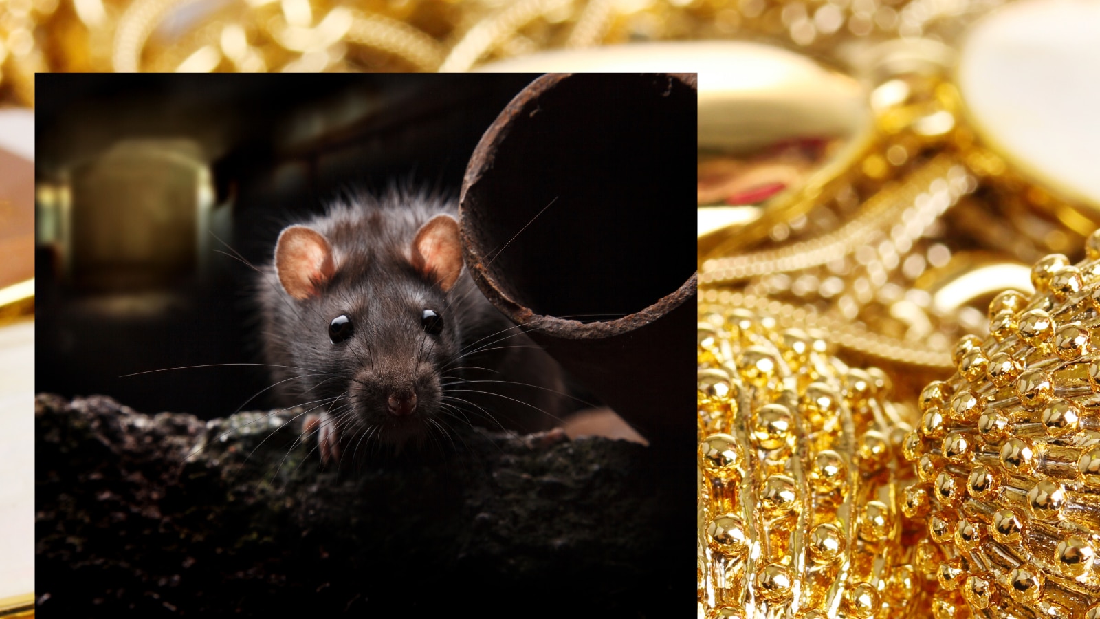 Mumbai Cops Recover Gold Worth Rs 5 Lakh Dragged by Rats into Gutter ...