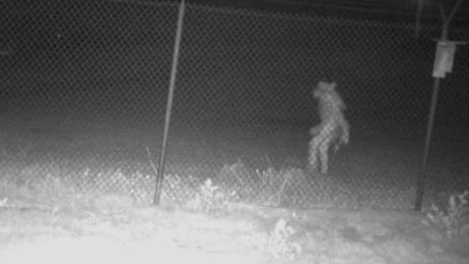 Mysterious 'Alien' Creature Caught on Camera Outside Texas Zoo | Buzz ...