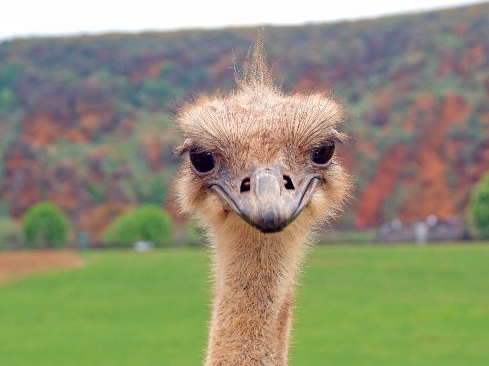 Ostrich Screaming