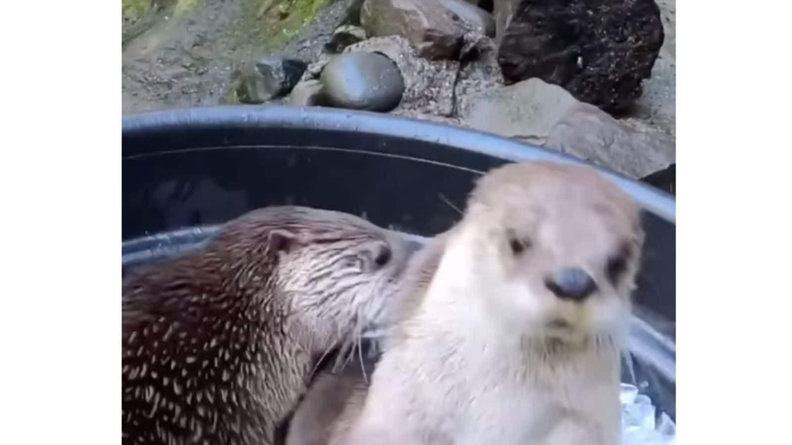 'Have An Ice Day': Adorable Video Shows Otters Chilling in Tub | Buzz ...