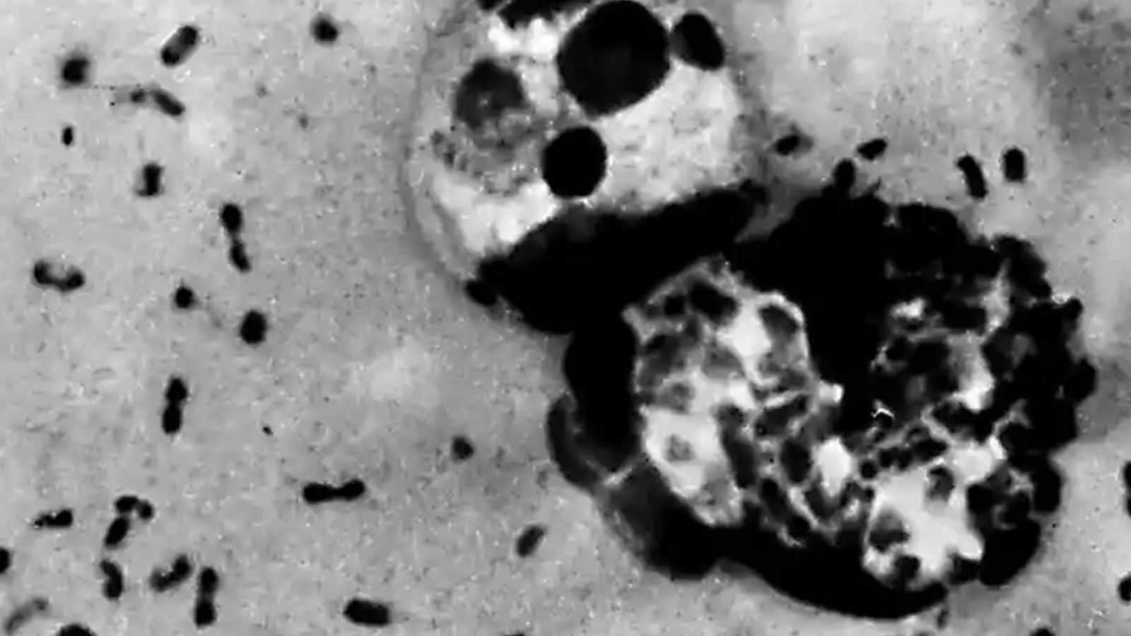 700-year-old Mystery Behind Origin of 'Black Death' May Finally Have ...