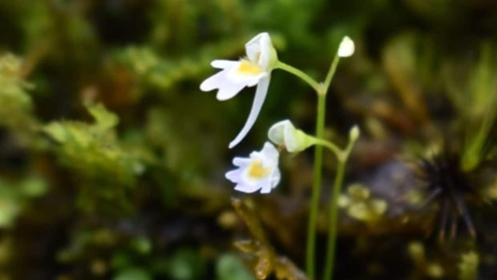 Carnivorous Plant that Eats Larvae and Tadpoles Discovered in ...