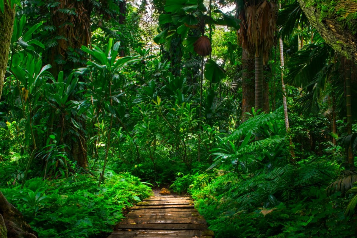 Breaking News on save rainforest | TrendDekho