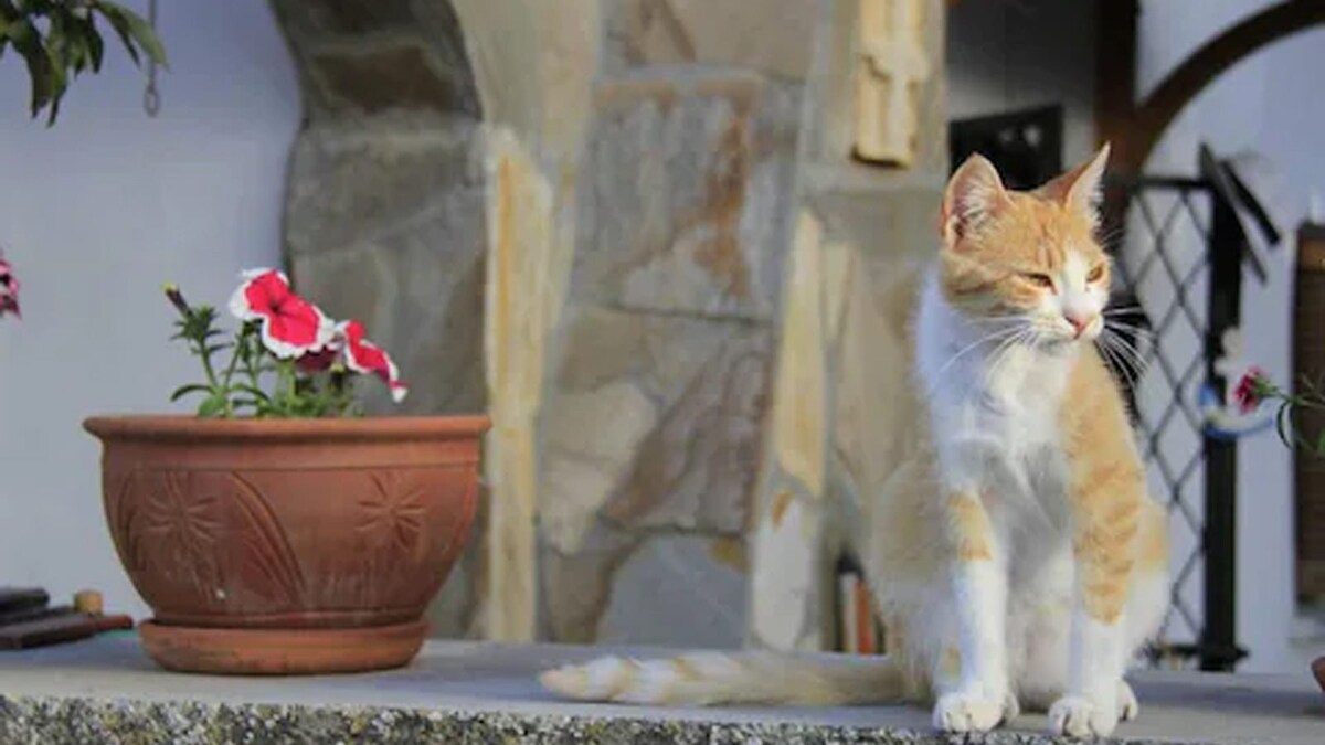 This European Country Has More Cats Than Humans - News18