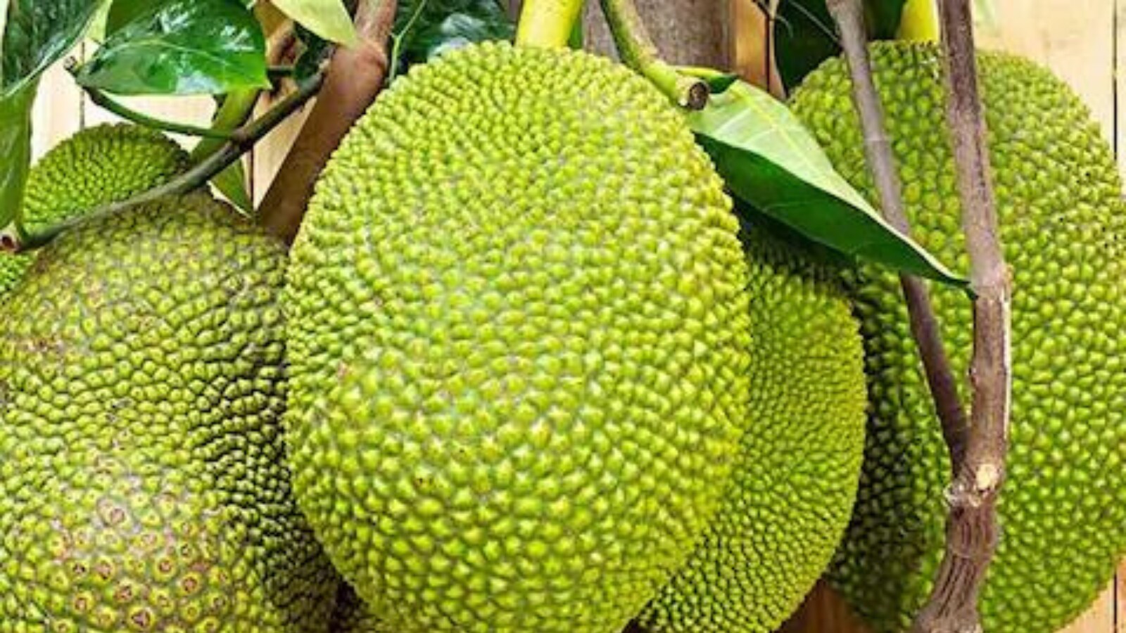 A Look At The Health Benefits Of Jackfruit | India News - News18