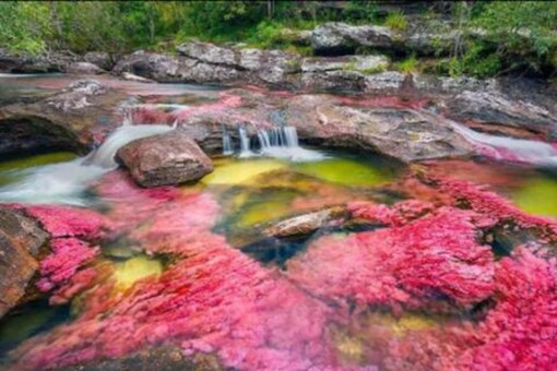 Colombia's River of 5 Colours is The Little-Known Wonder of Nature - News18
