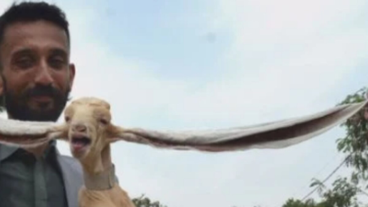 Meet Simba, the Young Goat from Pakistan with 19-Inch Long Ears - News18