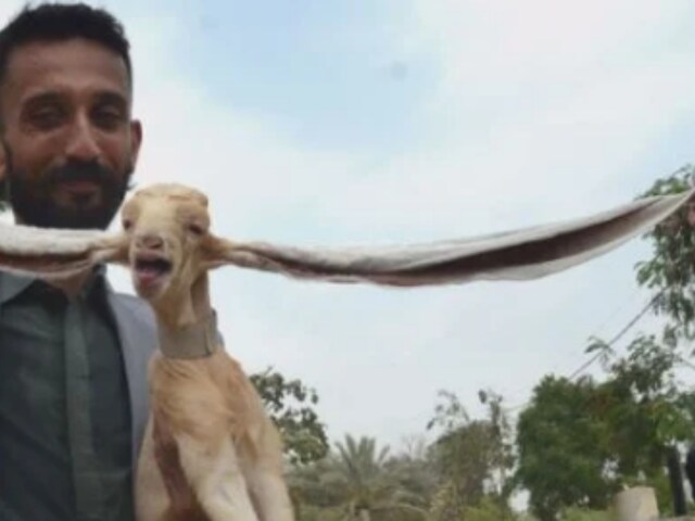 Meet Simba, the Young Goat from Pakistan with 19-Inch Long Ears - News18