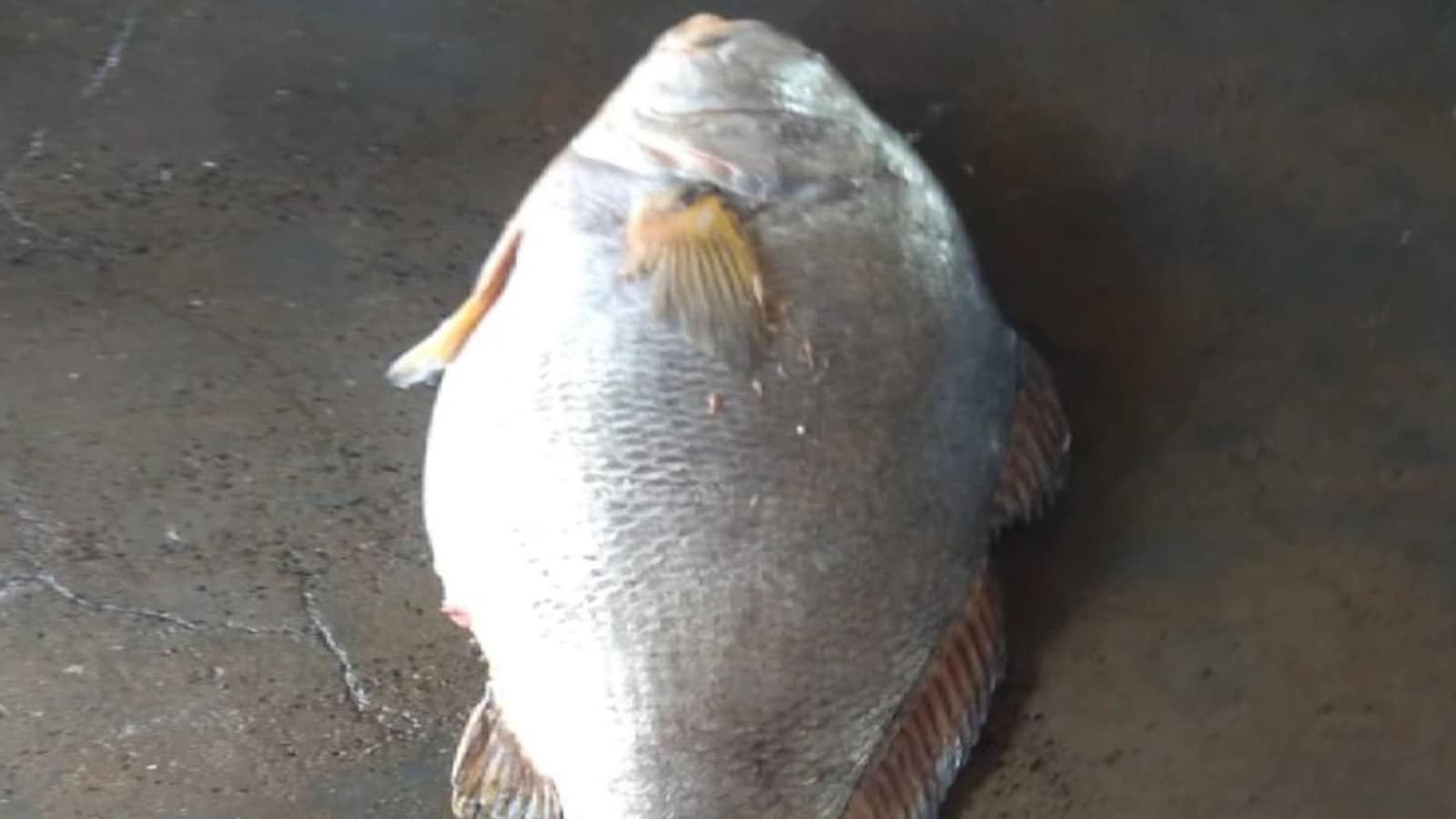 Giant Fish Weighing 55 kg Caught in West Bengal, Sold for Rs 13 Lakh ...