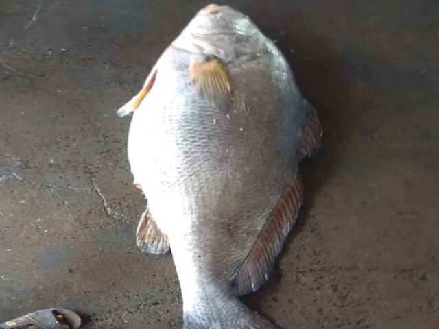 Giant Fish Weighing 55 kg Caught in West Bengal, Sold for Rs 13 Lakh ...