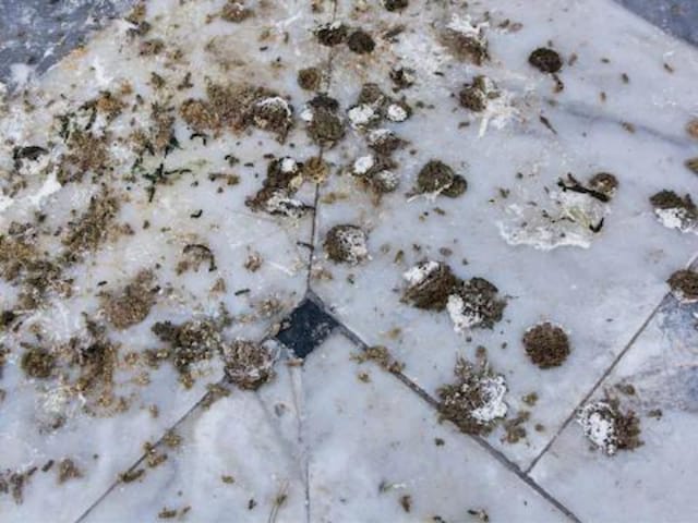 Tips and Tricks to Clean Pigeon Poop on Your Balcony or Terrace - News18