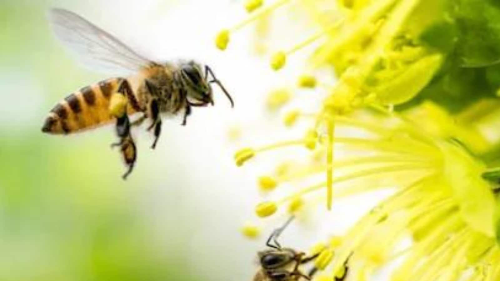 Do Bees Really Die After Stinging Humans? We Have An Answer | Buzz News ...