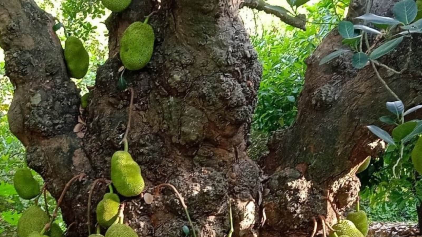 Panruti Tree Standing Strong for Two Centuries in Tamil Nadu, Yields ...