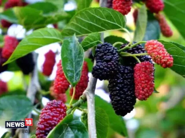 Mulberry Fruit: History, Interesting Facts and Benefits of Shahtoot ...