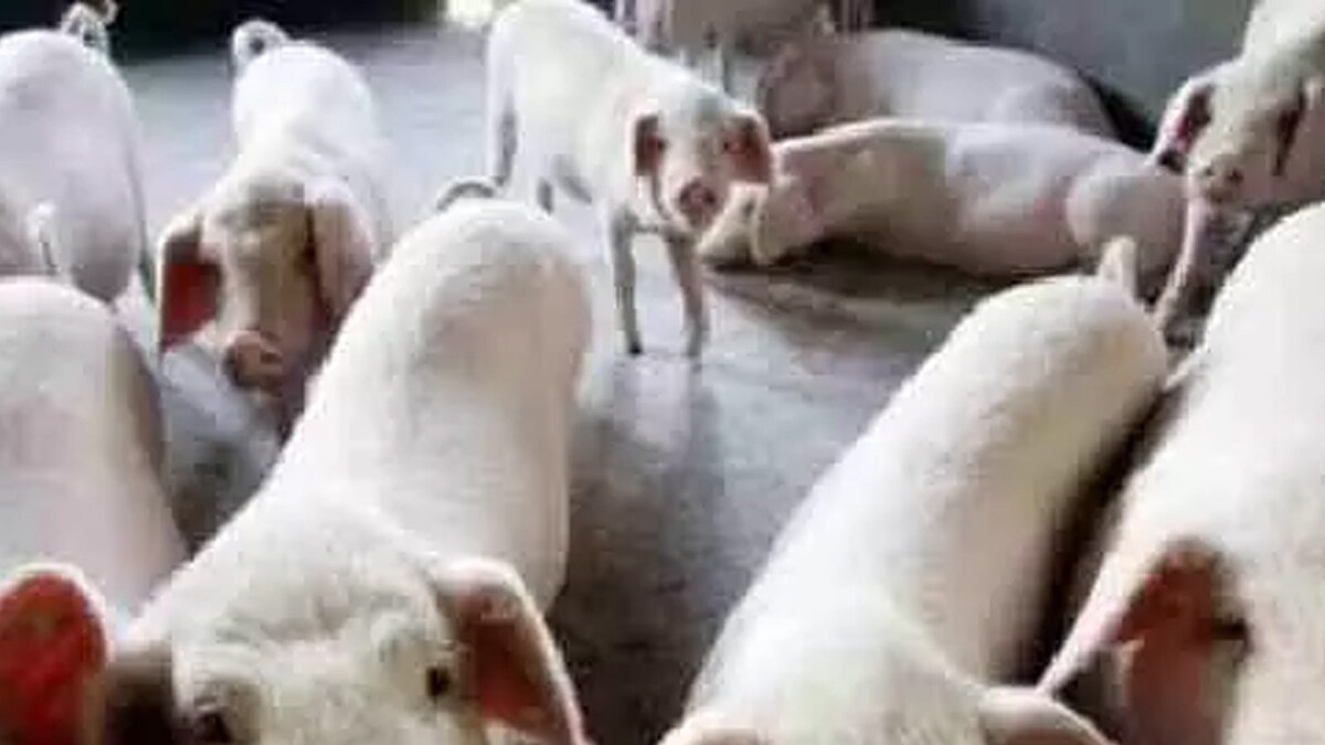 African Swine Fever: Culling of Pigs Underway in Kerala's Kannur - News18