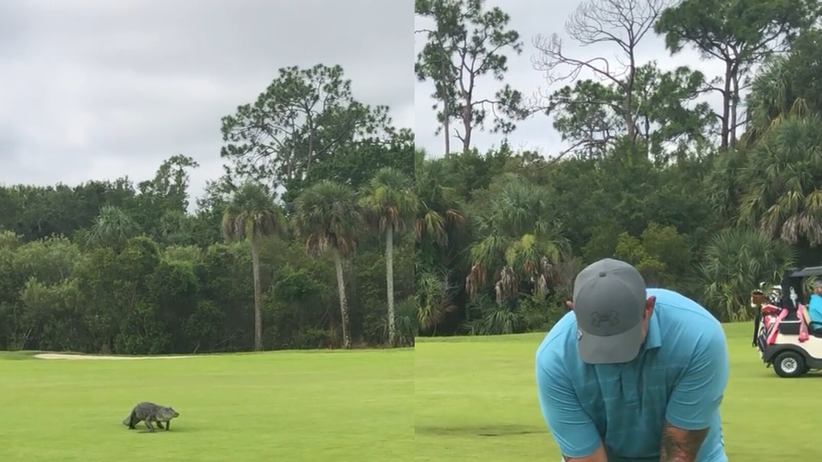 WATCH: Alligator Creeps up Stealthily Behind Golfer Immersed in ...