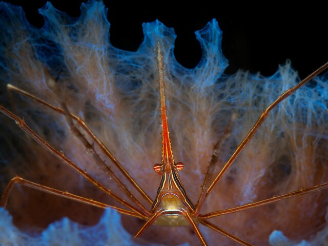 New 'Fluffy' Crab Species Wearing Sponge Hat Discovered on Australian ...