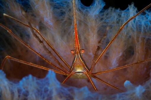 New 'Fluffy' Crab Species Wearing Sponge Hat Discovered on Australian ...