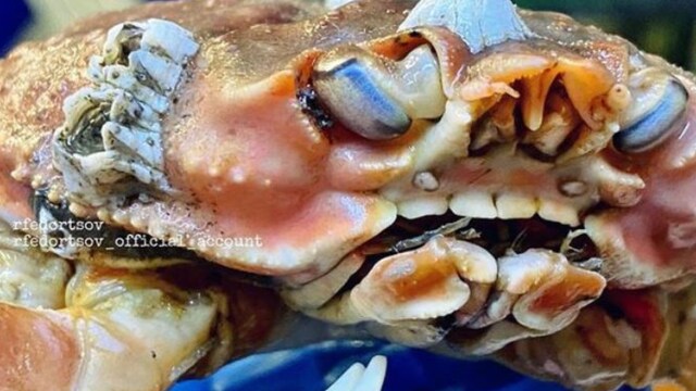 Oh Crab! Fisherman Catches Crustacean With a Full Set of 'Human Teeth ...